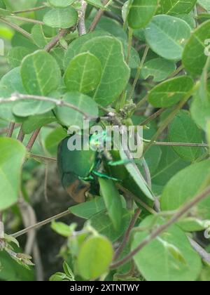 Figeater Beetle (Cotinis mutabilis) Insecta Stock Photo - Alamy