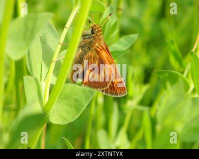 Long Dash (Polites mystic) Insecta Stock Photo - Alamy
