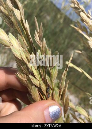 Chinch Bugs and Allies (Blissidae) Insecta Stock Photo - Alamy