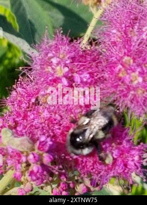 Nearctic Bumble Bee (Bombus vancouverensis nearcticus) Insecta Stock ...