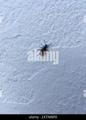 Rough-Haired Lagria Beetle (Lagria hirta) Insecta Stock Photo - Alamy