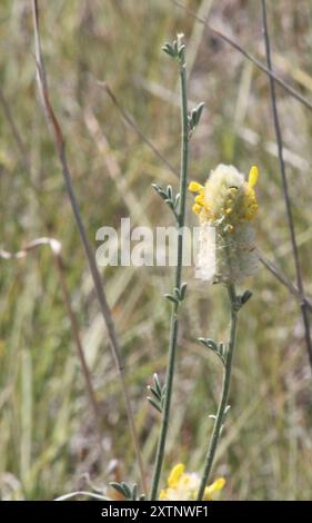 Golden Prairie Clover (Dalea aurea) Plantae Stock Photo - Alamy