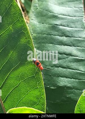 Blackened Milkweed Beetle (Tetraopes melanurus) Insecta Stock Photo - Alamy