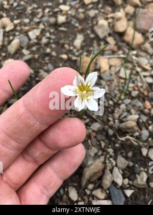 Snowdon Lily (Gagea serotina), Plantae, Провиденский р-н, Чукотский ...