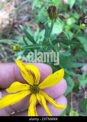 Greater Tickseed (Coreopsis major) Plantae Stock Photo - Alamy