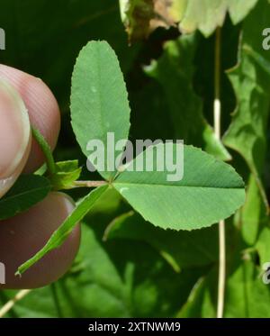 Brown Clover (Trifolium badium) Plantae Stock Photo - Alamy