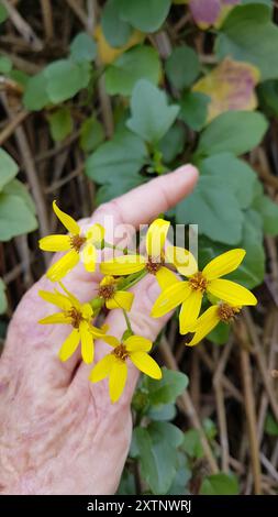 creeping groundsel (Senecio angulatus) Plantae Stock Photo - Alamy