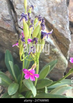 Parry's primrose (Primula parryi) Plantae Stock Photo - Alamy