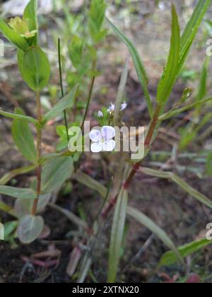 Marsh Speedwell (Veronica scutellata) Plantae Stock Photo - Alamy