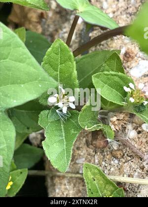 straggler daisy (Calyptocarpus vialis) Plantae Stock Photo - Alamy