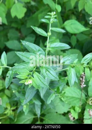 Common Gromwell (Lithospermum officinale) Plantae Stock Photo - Alamy