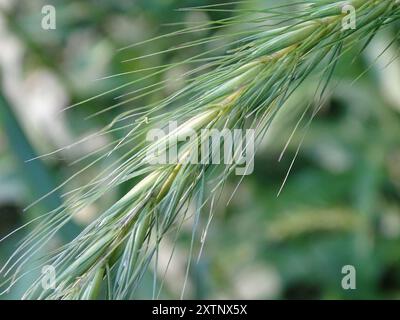 river wild rye (Elymus riparius) Plantae Stock Photo - Alamy