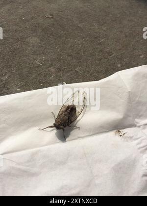 Ash Cicada (Cicada orni) Insecta Stock Photo - Alamy