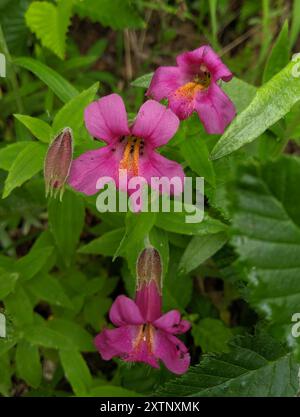 Lewis' monkeyflower (Erythranthe lewisii) Plantae Stock Photo - Alamy