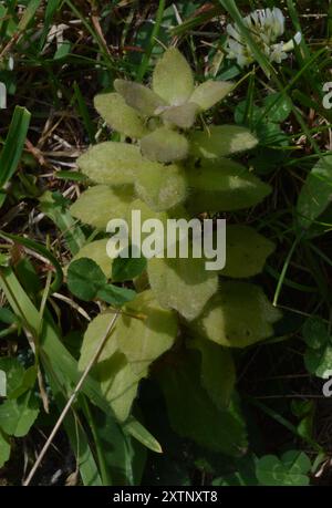 Pyramidal Bugle (Ajuga pyramidalis) Plantae Stock Photo - Alamy