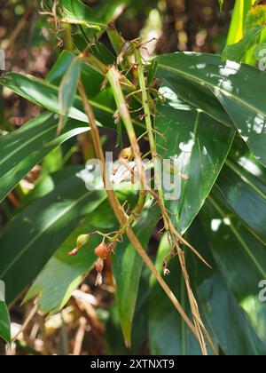 Shell ginger (Alpinia zerumbet) Plantae Stock Photo - Alamy