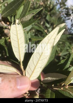 silverleaf oak (Quercus hypoleucoides) Plantae Stock Photo - Alamy