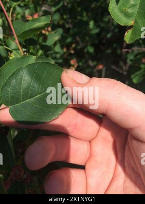 Low Serviceberry (Amelanchier humilis) Plantae Stock Photo - Alamy