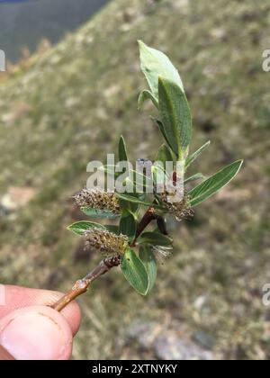 Wolf's Willow (Salix wolfii) Plantae Stock Photo - Alamy
