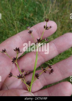 Jointed rush (Juncus articulatus) Plantae Stock Photo - Alamy