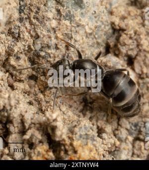 Rainbow, Tyrant, and Meat Ants (Iridomyrmex) Insecta Stock Photo - Alamy