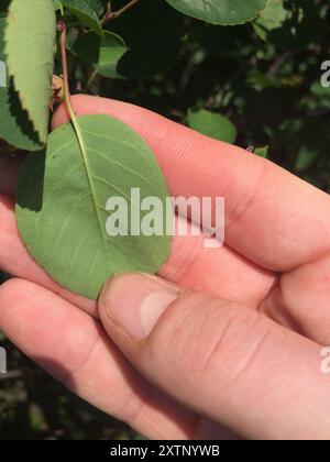 Low Serviceberry (Amelanchier humilis), Plantae, Rouyn-Noranda, QC ...