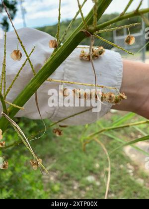 Devil's Shoestring (Nolina lindheimeriana) Plantae Stock Photo - Alamy
