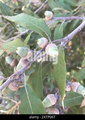 silverleaf oak (Quercus hypoleucoides) Plantae Stock Photo - Alamy