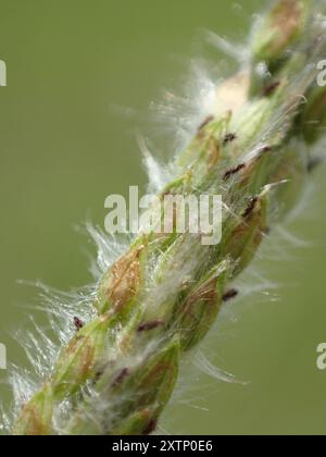 Vasey Grass (Paspalum urvillei) Plantae Stock Photo - Alamy
