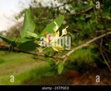 (Cadaba fruticosa) Plantae Stock Photo - Alamy