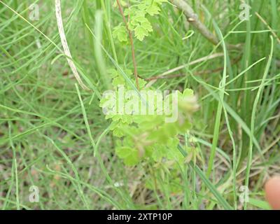 Fewflower Meadow-rue (Thalictrum sparsiflorum) Plantae Stock Photo - Alamy