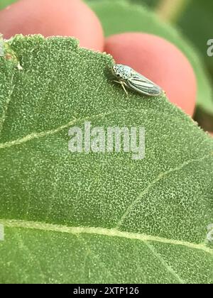 (Graphocephala hieroglyphica) Insecta Stock Photo - Alamy