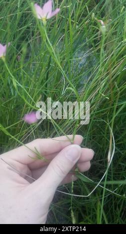 marsh pink (Sabatia stellaris) Plantae Stock Photo - Alamy