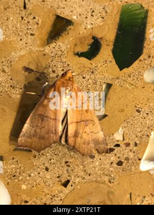 Hibiscus Leaf Caterpillar Moth (Rusicada privata Stock Photo - Alamy