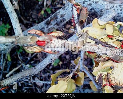 (Boisea fulcrata) Insecta Stock Photo - Alamy