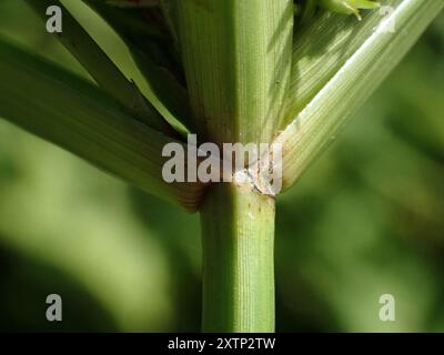 Pacific island flatsedge (Cyperus cyperoides Stock Photo - Alamy