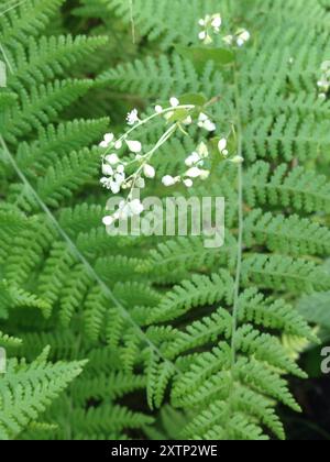knotweed family (Polygonaceae) Plantae Stock Photo - Alamy