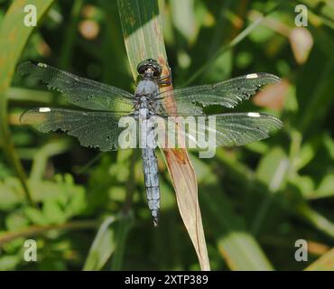 Spangled Skimmer (Libellula cyanea), Insecta, Worcester, Massachusetts ...