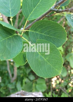 Low Serviceberry (Amelanchier humilis) Plantae Stock Photo - Alamy
