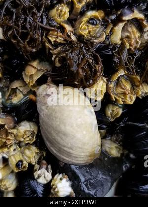 Striped Dogwinkle (Nucella ostrina) Mollusca Stock Photo - Alamy