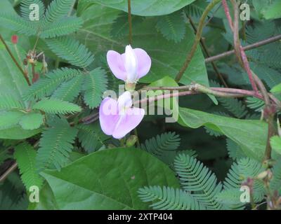 (Canavalia lineata) Plantae Stock Photo - Alamy