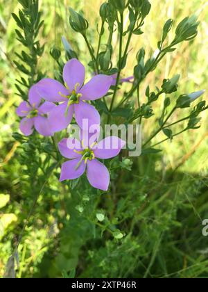 Rosepink (Sabatia angularis) Plantae Stock Photo - Alamy