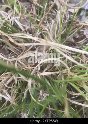 Poverty oatgrass (Danthonia spicata) Plantae Stock Photo - Alamy