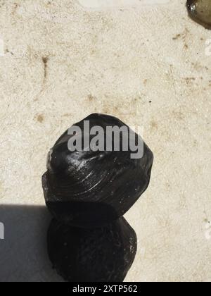 Three-ridge Mussel (Amblema plicata) Mollusca Stock Photo - Alamy