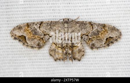 Swallowtail Moths (Uraniidae) Insecta Stock Photo - Alamy