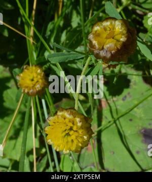 Brown Clover (Trifolium badium) Plantae Stock Photo - Alamy