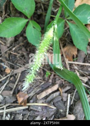 giant foxtail (Setaria faberi) Plantae Stock Photo - Alamy
