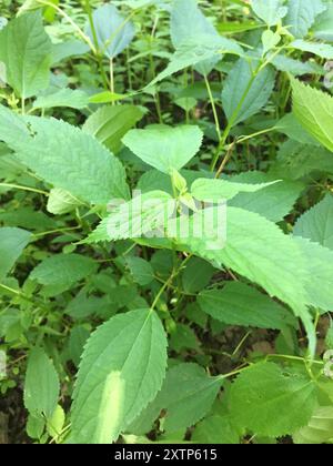 false nettle (Boehmeria cylindrica) Plantae Stock Photo - Alamy