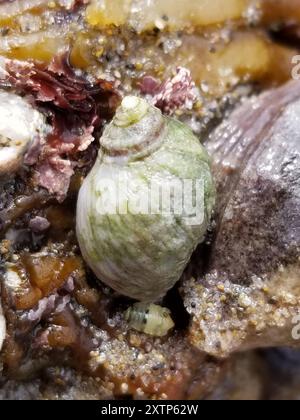 Striped Dogwinkle (Nucella ostrina) Mollusca Stock Photo - Alamy