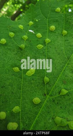 Linden Wart Gall Midge (Contarinia verrucicola) Insecta Stock Photo - Alamy